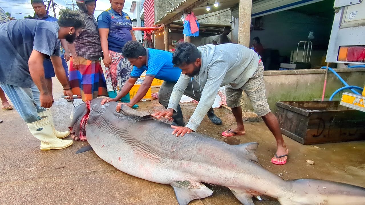 "Cutting A Massive 250KG Shark - Expert Fish Cutting - YouTube