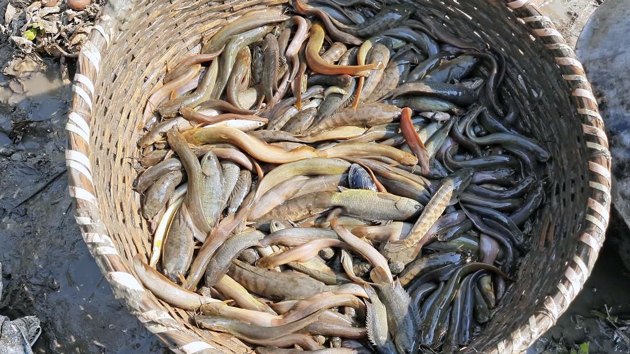 Best Field Fishing | Catching Catfish and Snakehead Murrel Fish from ...