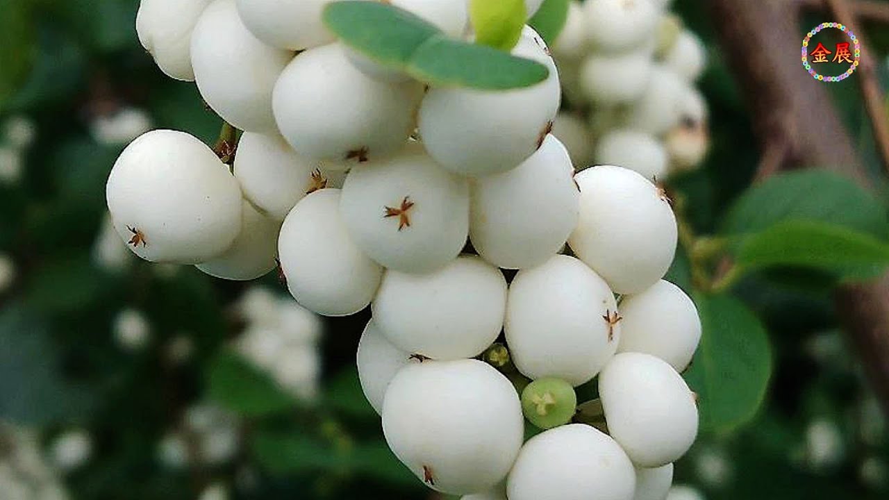 2022.06季節景觀植物-密花白飯樹，白色果實密佈枝頭，特殊景觀 Chinese Waterberry - YouTube