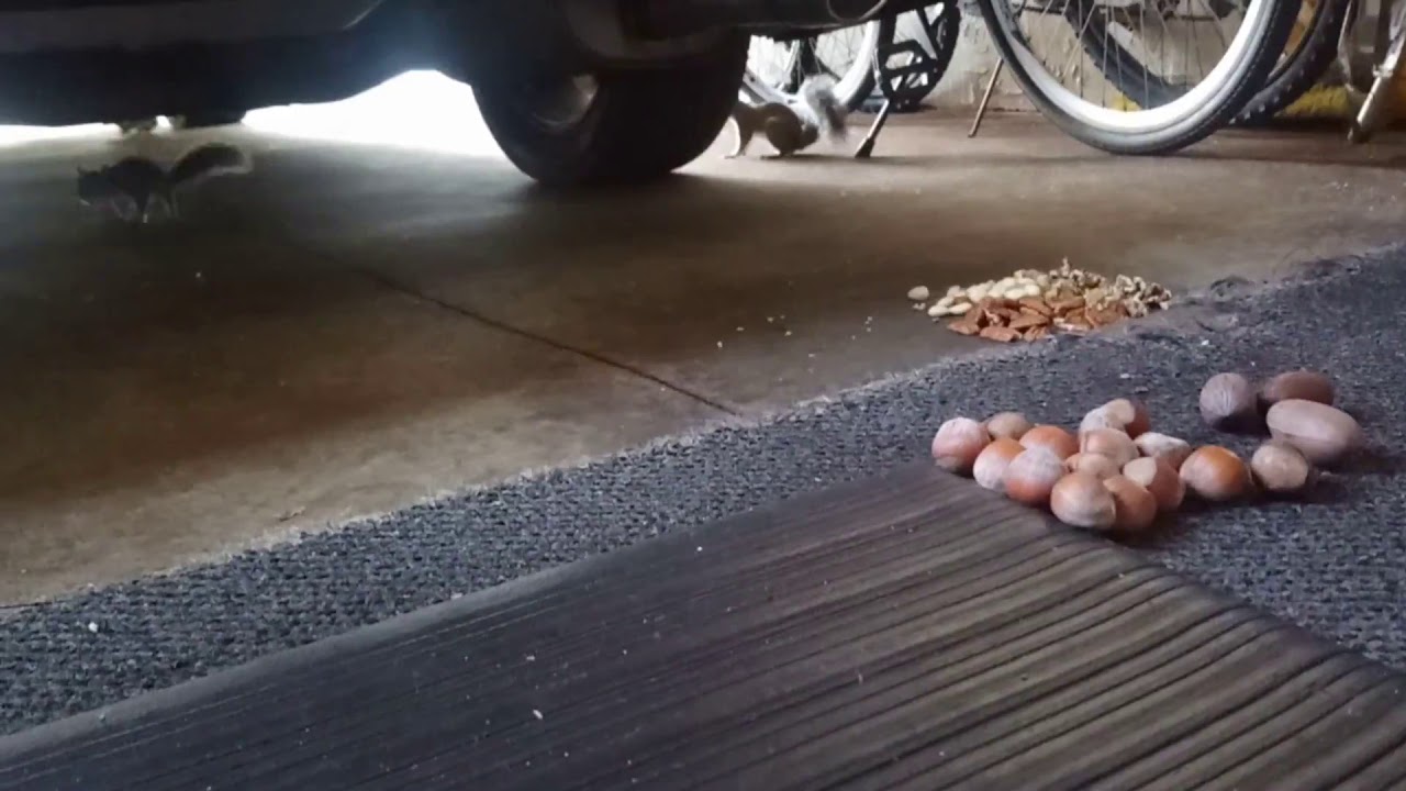 TGIF Squirrels - YouTube