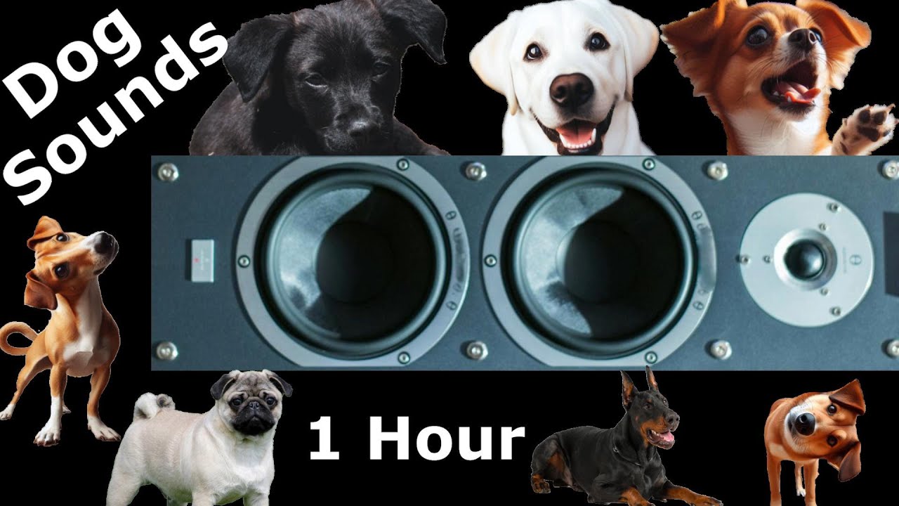 Dog Sounds 1 Hour | Dogs Barking Howling Whining and Growling For 60 ...