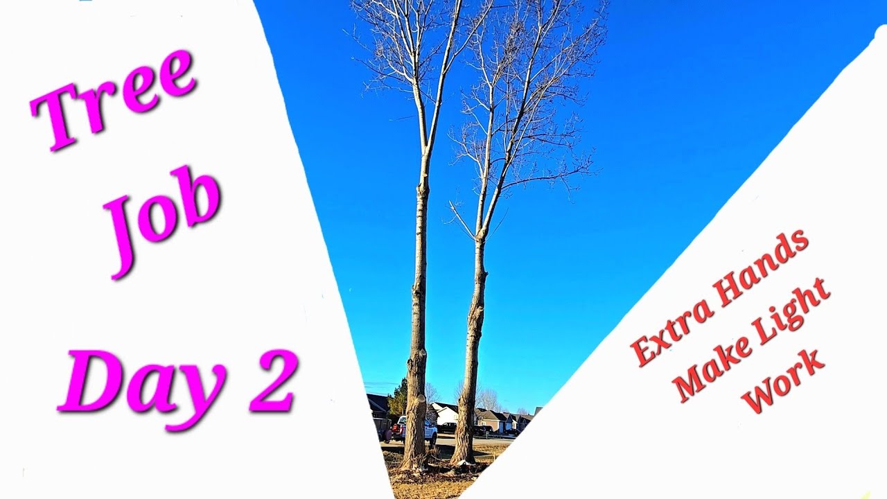 Tree Job Day 2 - YouTube