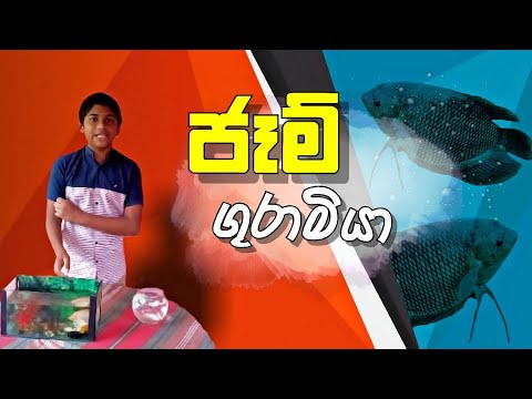 ජෑම් ගුරාමියා(jam guramiya) - YouTube