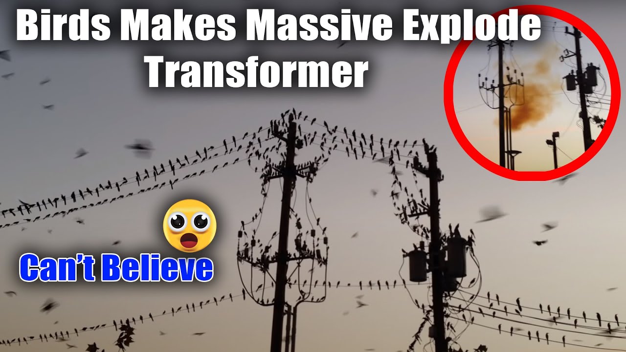 Birds make a power transformer blast viral video - YouTube