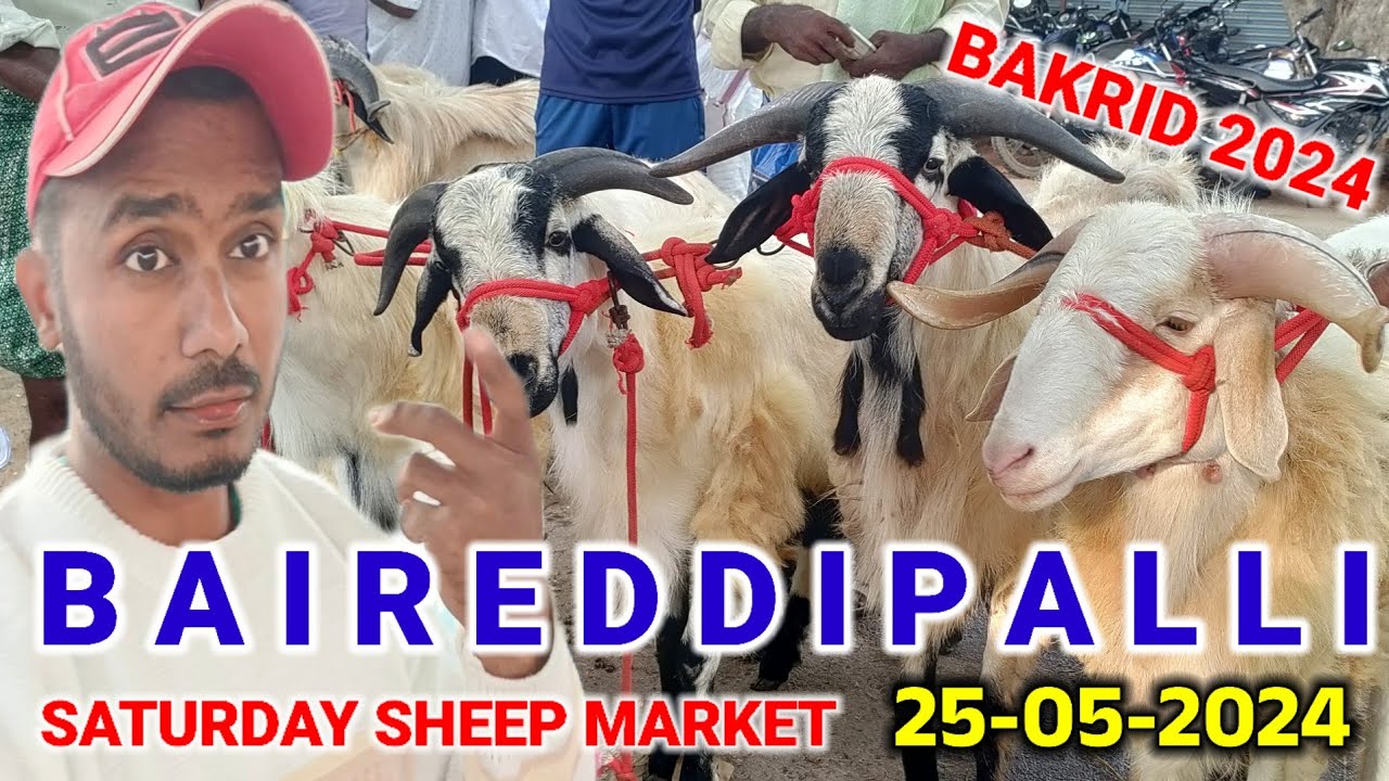 BAIREDDIPALLE BIGGEST SHEEPS&GOATS MARKET/ BAKRID SPECIAL VLOG - YouTube