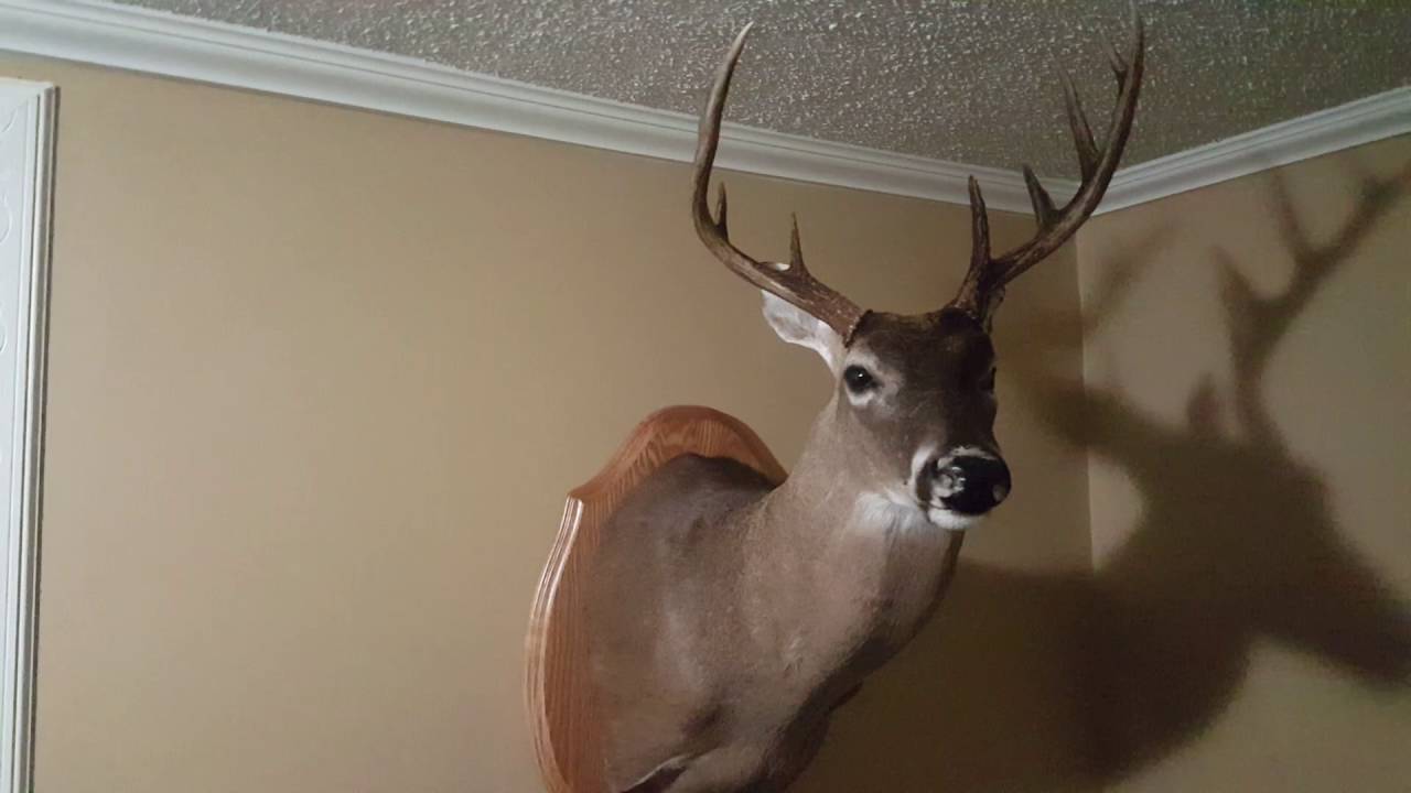 Green Swamp buck florida public land - YouTube