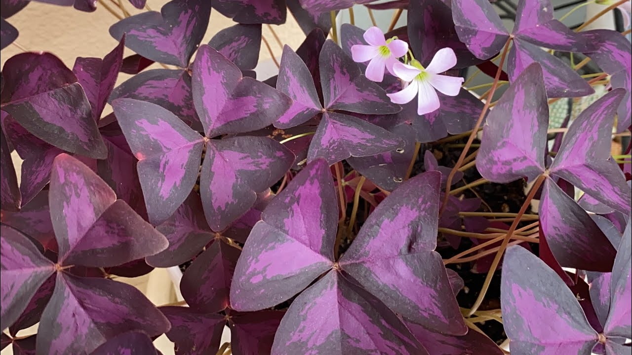 Oxalis Triangularis | Easy to grow | Low-Maintenance Houseplant | Timelapse - YouTube