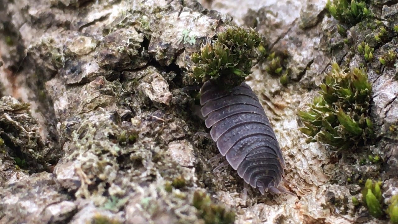 Norway Maple - wood louse on bark close up - September 2018 - YouTube