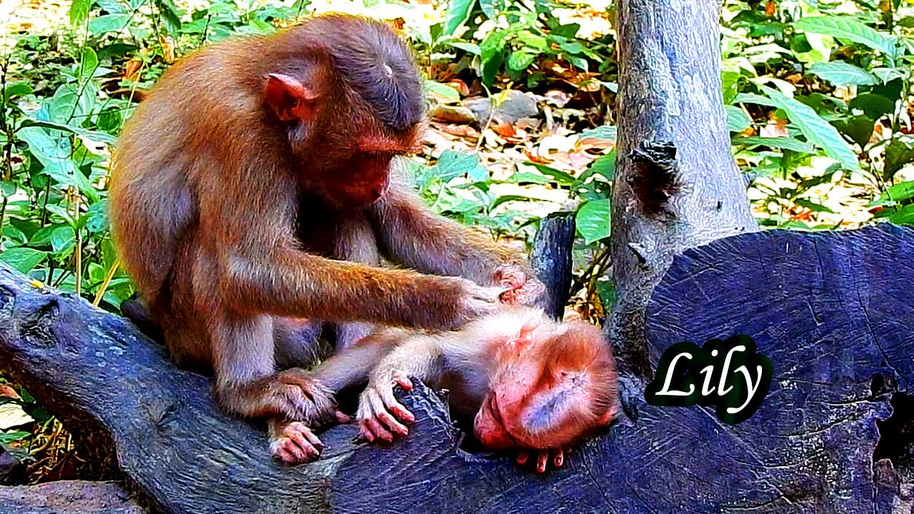 Lily waited for her mother to return until she was exhausted while Libby abandoned her alone ...