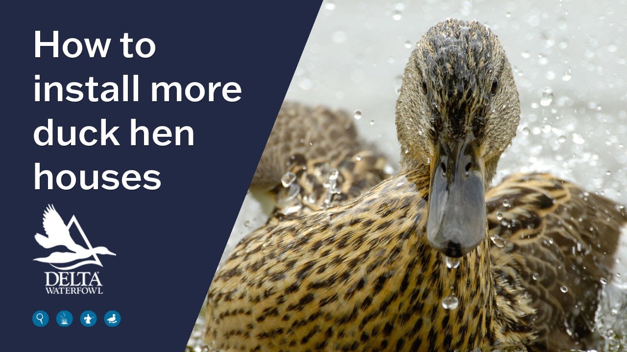 How to install more duck hen houses in 600 easy steps - YouTube