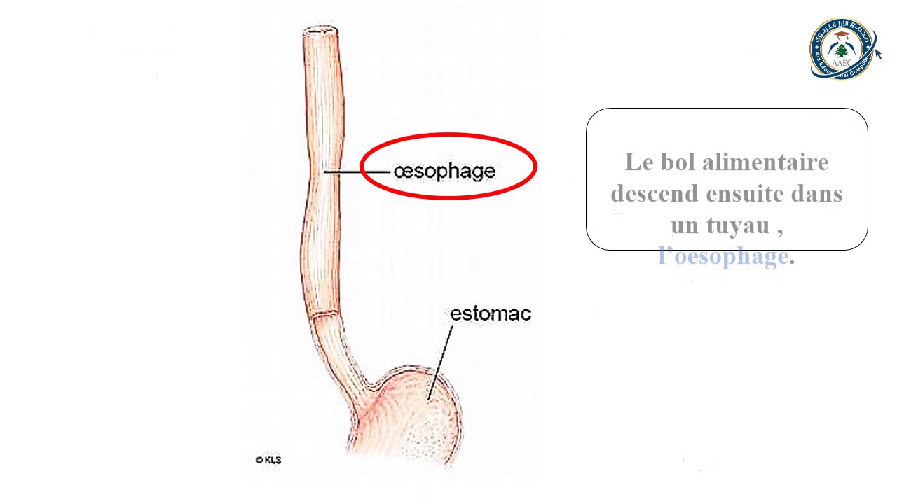 Sciences - Tube digestif - EB3 - YouTube