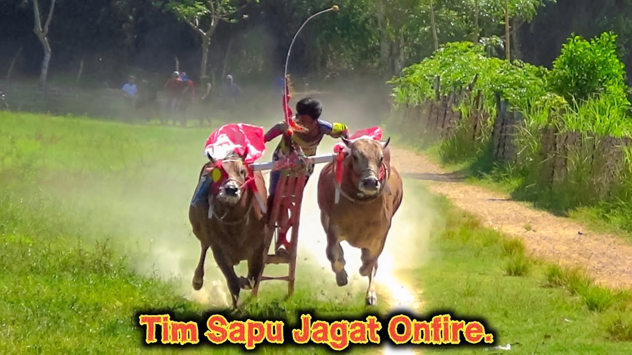 Latihan Karapan Sapi Di Lap Asemanis Tim Sapu Jagat Onfire. - YouTube