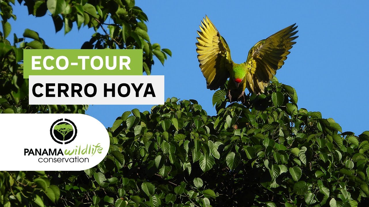 ECO-TOUR CERRO HOYA NATIONAL PARK PANAMA - YouTube