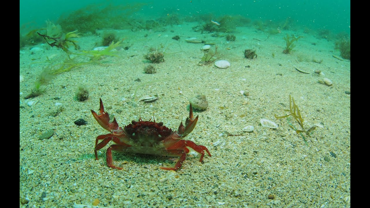 OCEAN CHAMPIONS - Seasearch Cornwall - YouTube