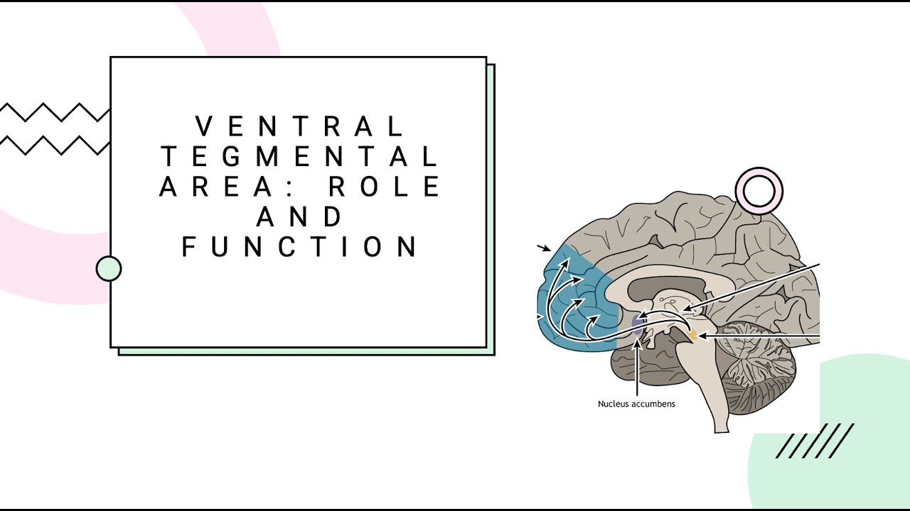 Ventral Tegmental Area: Role and Function - YouTube
