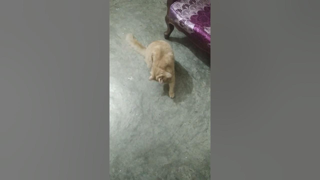 i miss tofy - YouTube