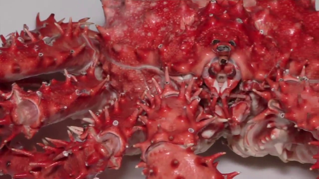 La Centolla, qué es y cómo preparar este delicioso plato chileno. - YouTube