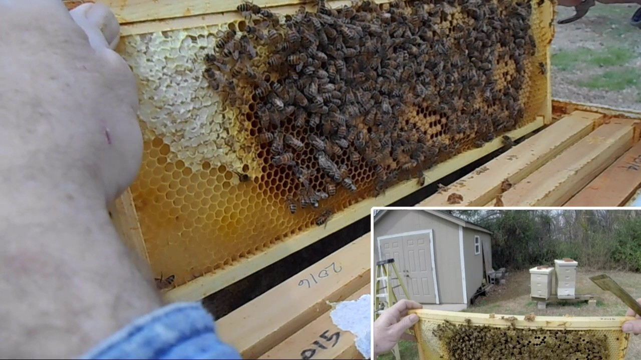 Part 5 -Stacked Hive Followup - February 2017 - YouTube