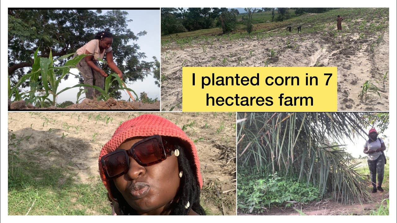 Corn farm in Nigeria || Basic information about corn farm cultivation ...