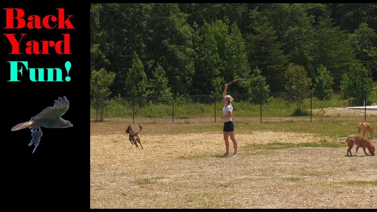Back Yard fun with a Hawk, Wolf & Pit Bulls! - YouTube