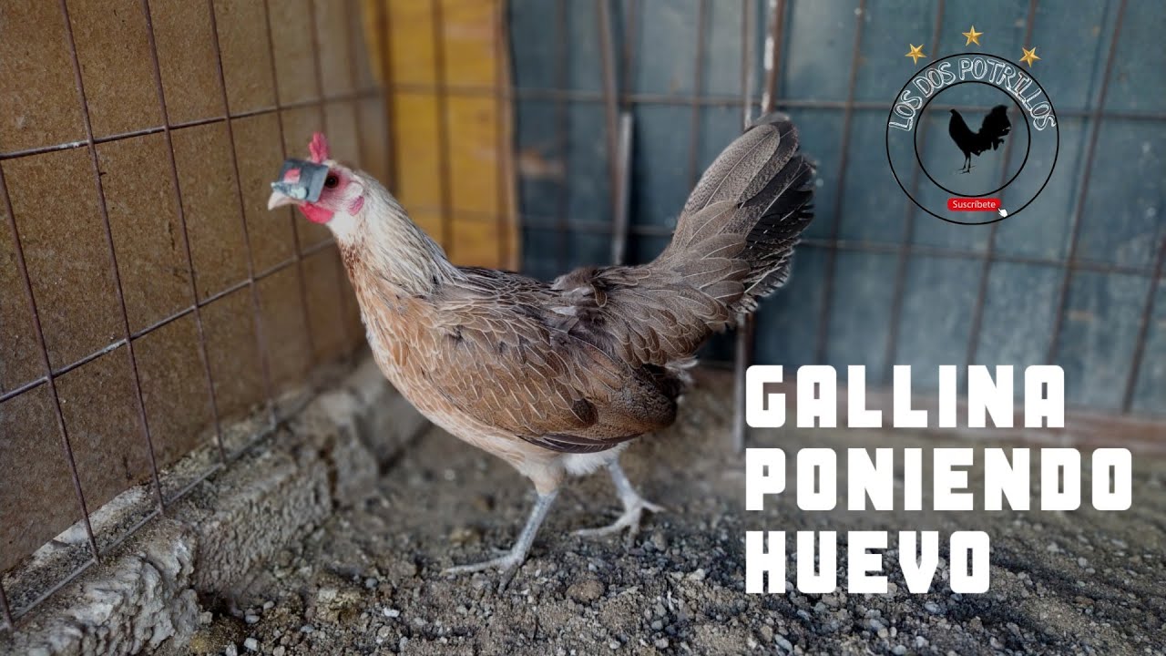Gallina clemet poniendo un huevo - YouTube