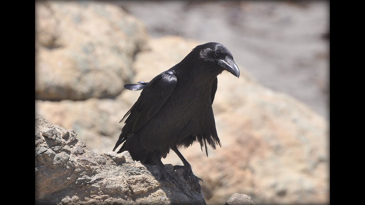 Raven & Sky - YouTube