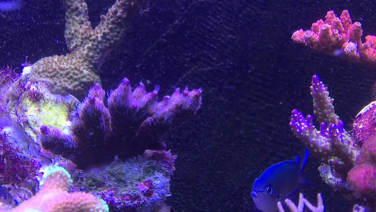 Sps reef tank 10-8-58 - YouTube