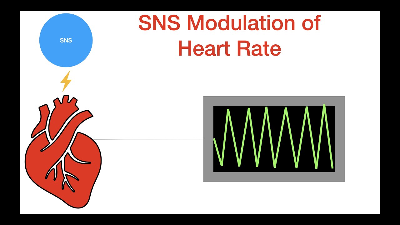 How Does the SNS affect Heart Rate? - YouTube
