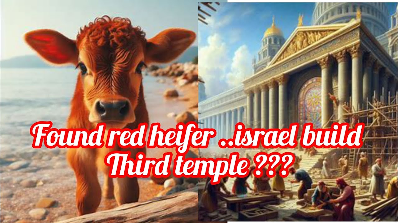 Found red heifer ..israel build Third temple#4k #jesus #bible #israel # ...