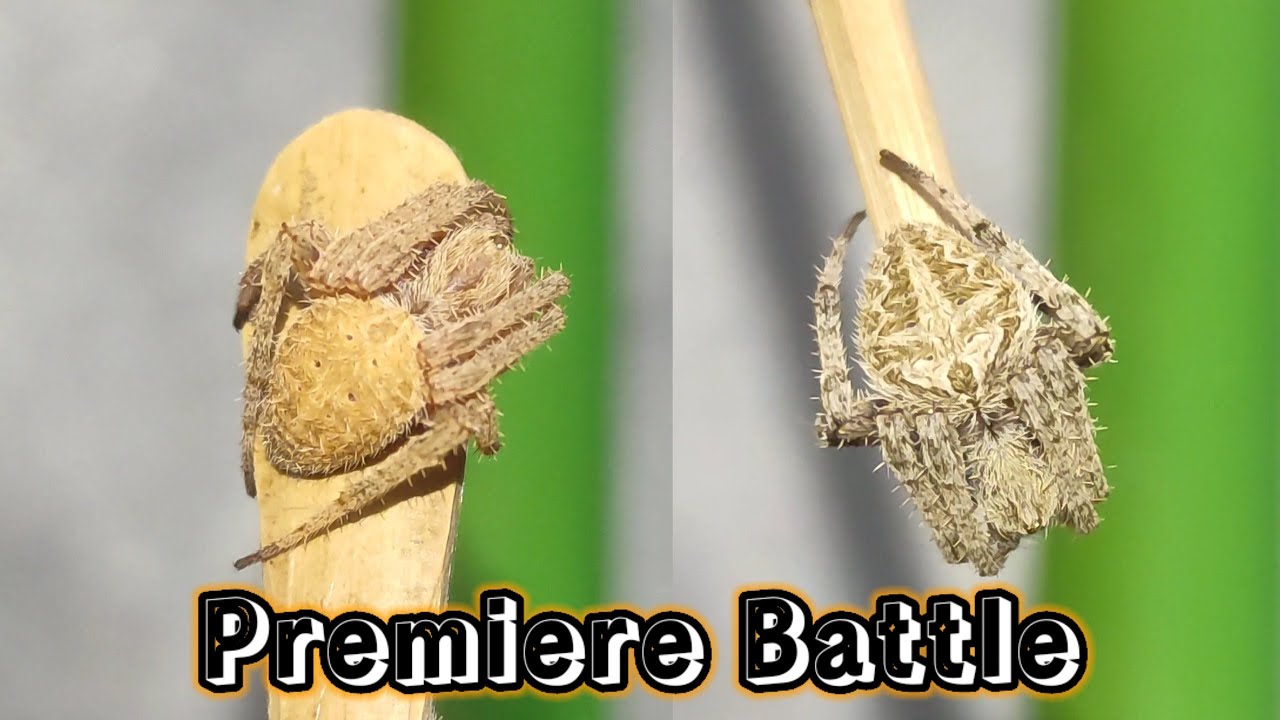 Gagamba Fight Paano nangyari yun? - YouTube