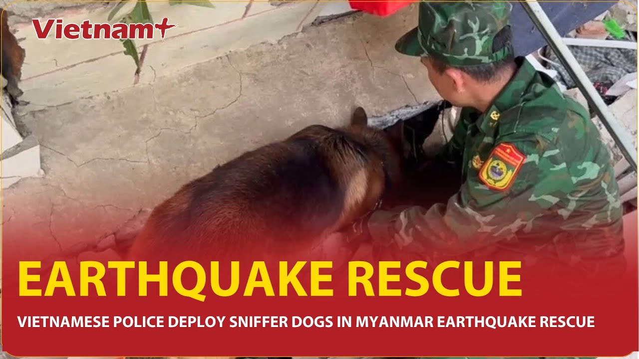 Vietnamese police deploy sniffer dogs in Myanmar earthquake rescue ...