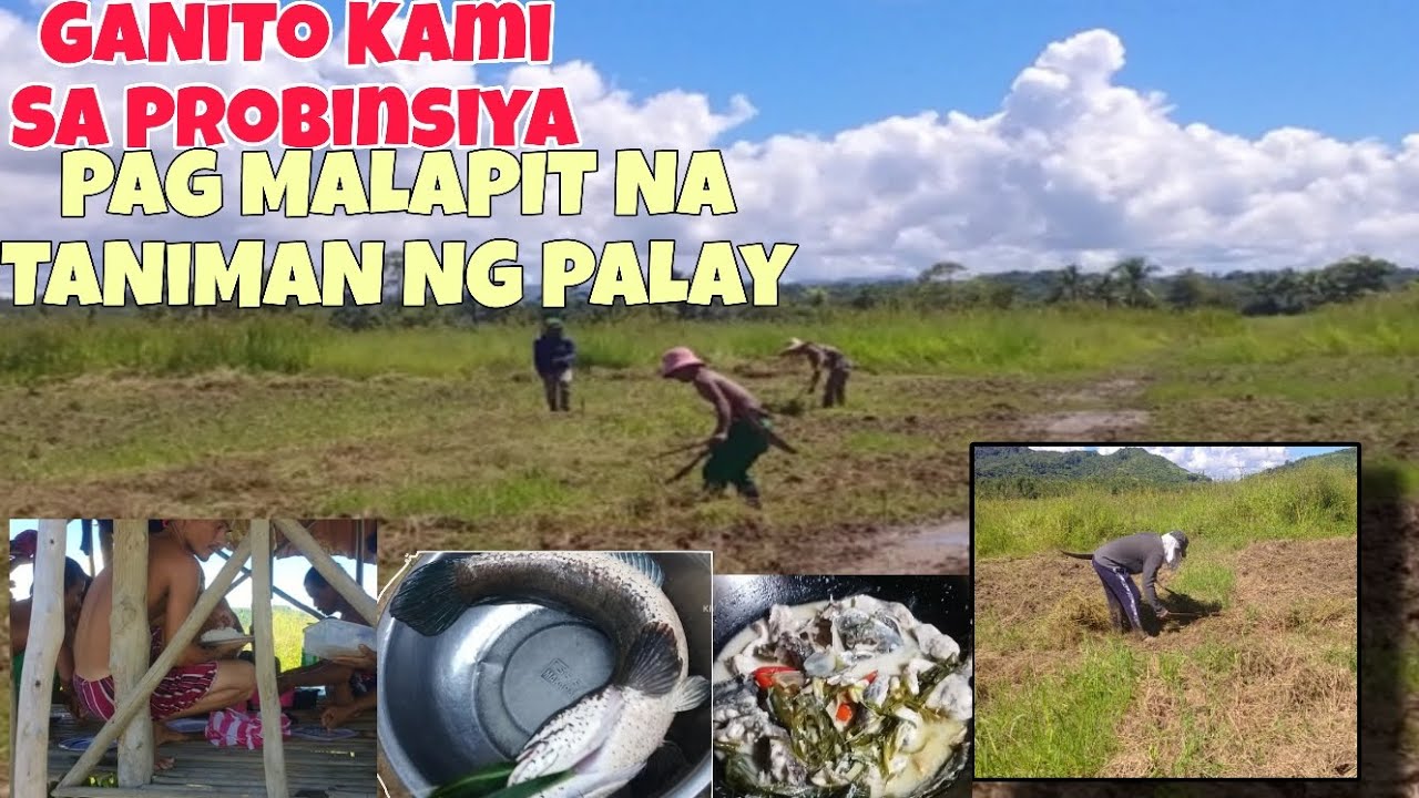 GANITO KAMI SA PROBINSIYA ,PAG MALAPIT NA TANIMAN NG PALAY - YouTube