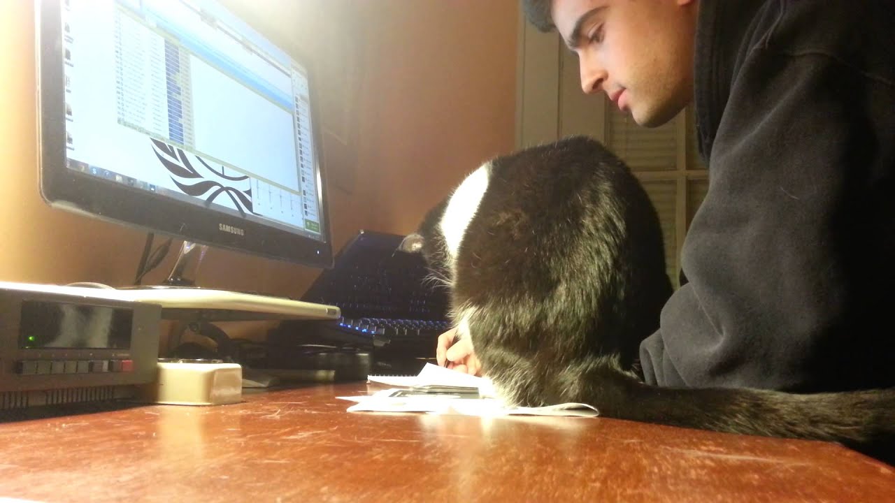 Cat vs homework - YouTube
