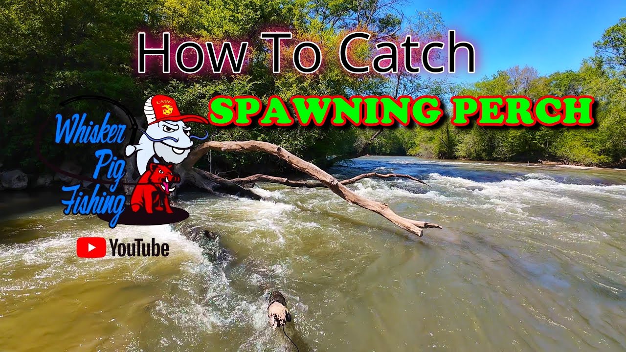 How to catch Spawning Perch - YouTube