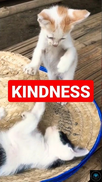 Albert Schweitzer on power of kindness #quotes #shorts #motivation ...