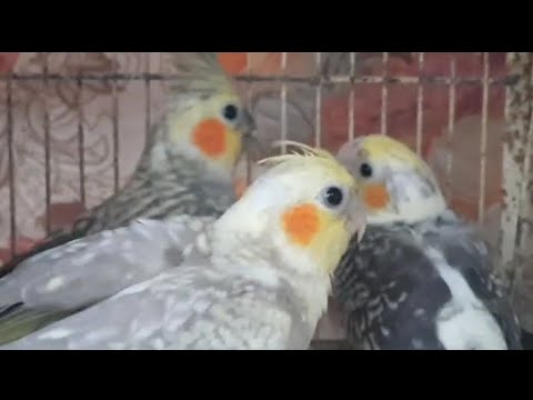 Welcome Our New Baby Cockatiels..!! - YouTube