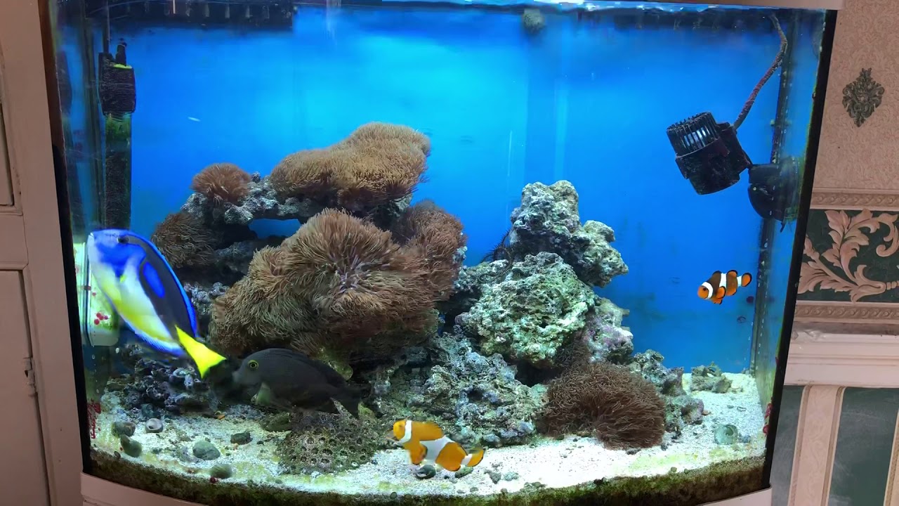 AquaEl 105L Marine Tank Update - YouTube