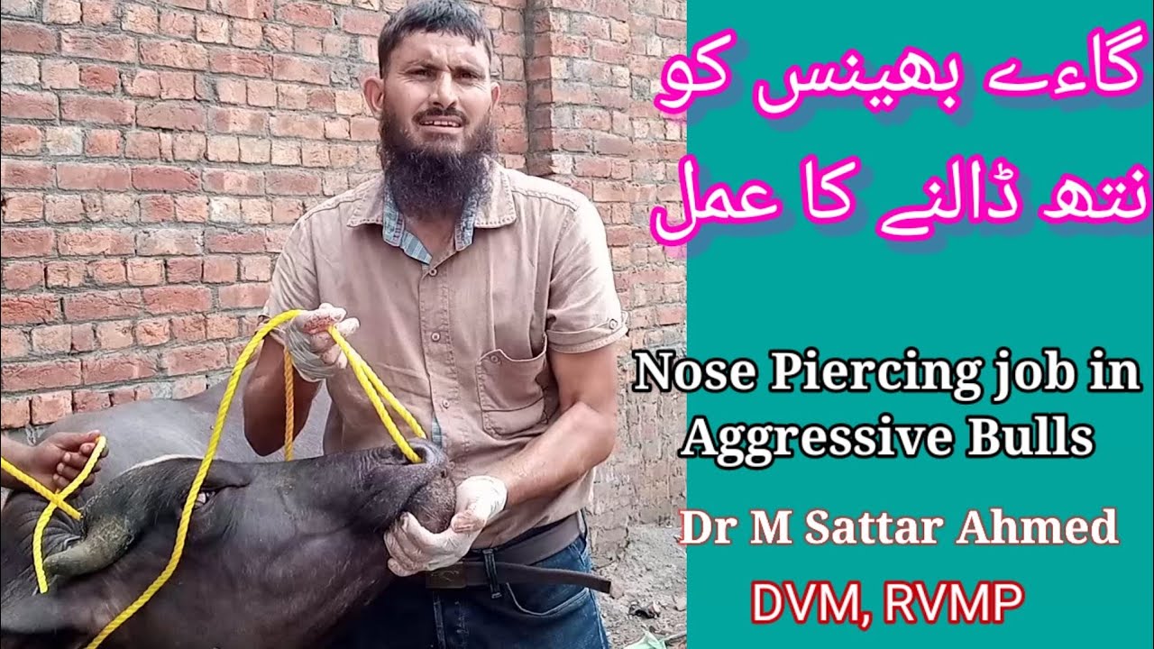 A surgical nose job in aggressive bull || How to pass a rope in a ...