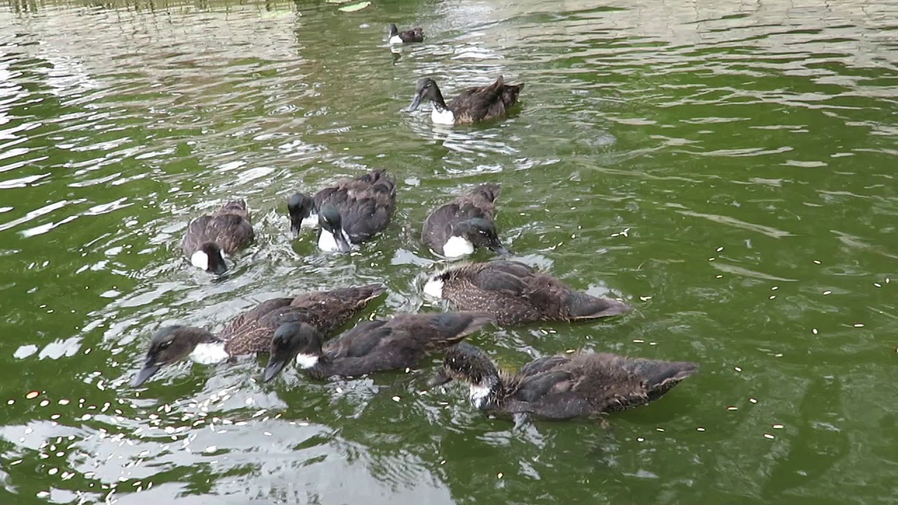 Ducks growing up - YouTube