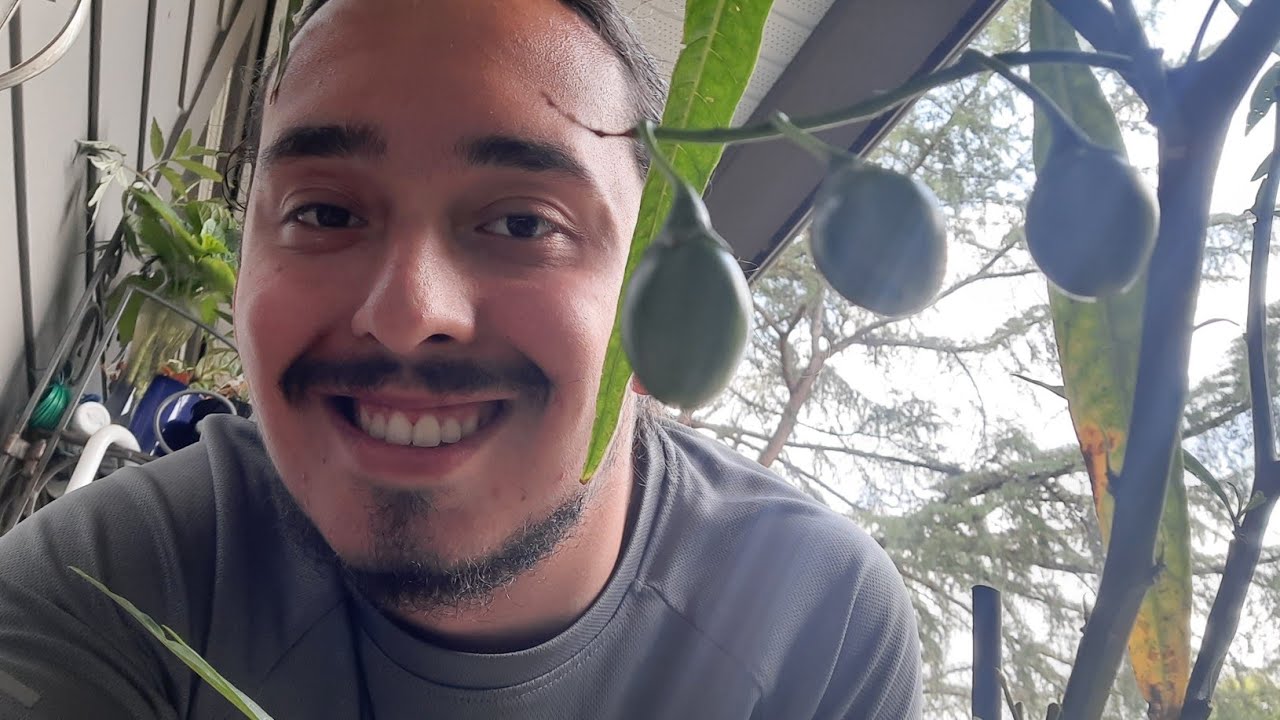 How to grow Kangaroo Apples (Solanum laciniatum and aviculare) - YouTube