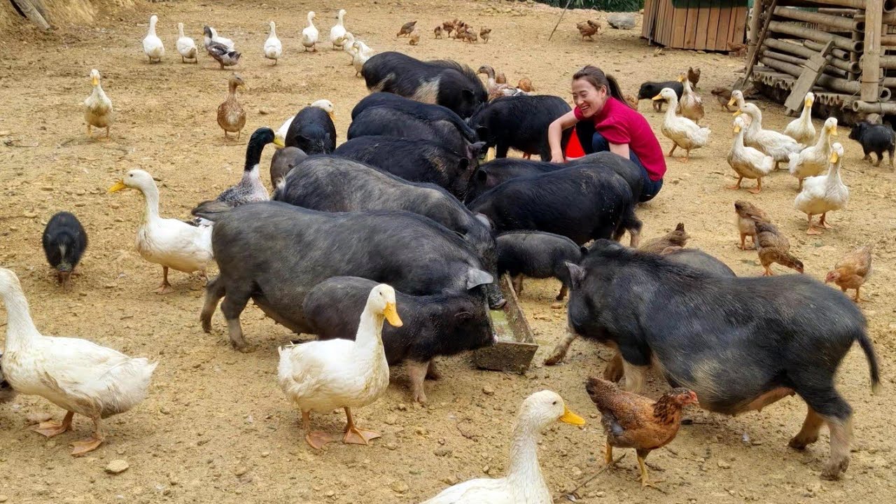 FULL VIDEO: 120 Days Build farm animals pigs, ducks, chicken, goat and ...