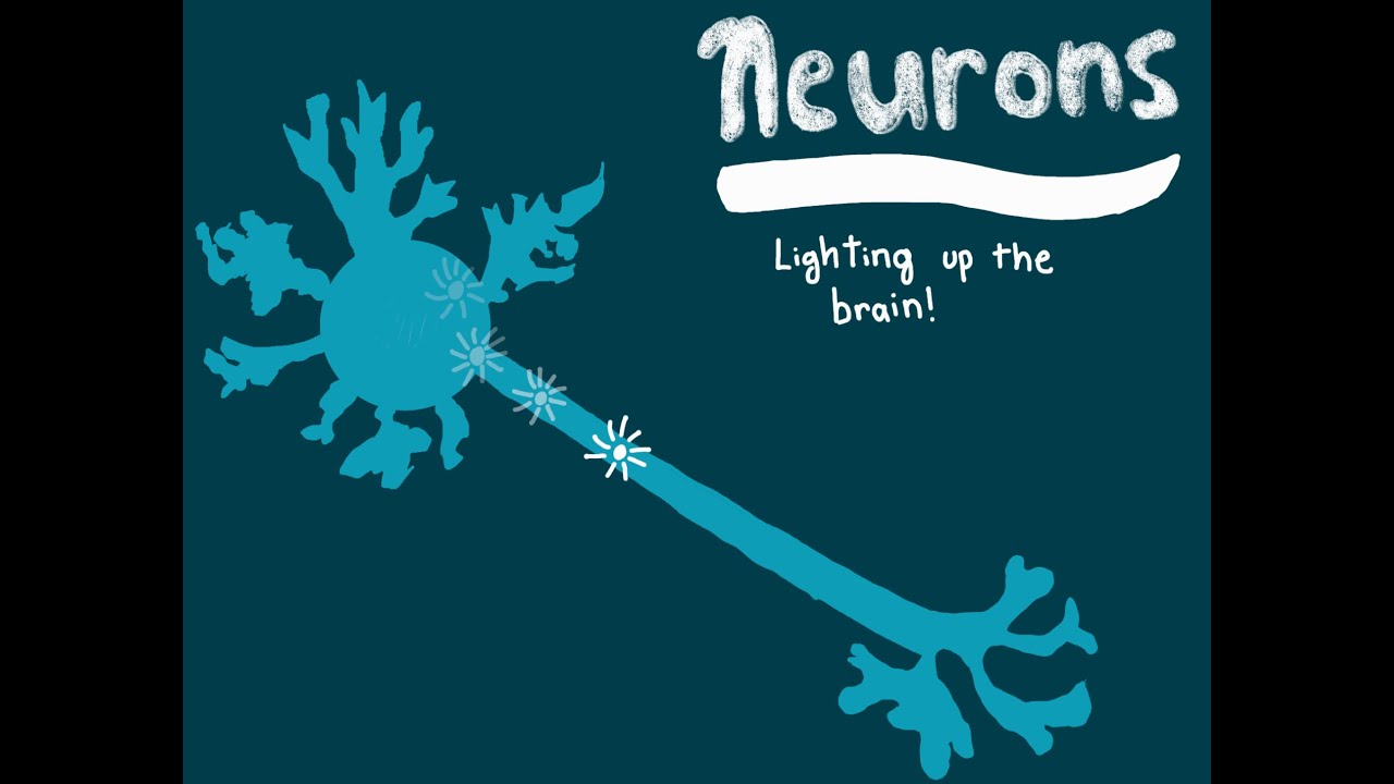 Structures & Types of Neurons - Animation - YouTube