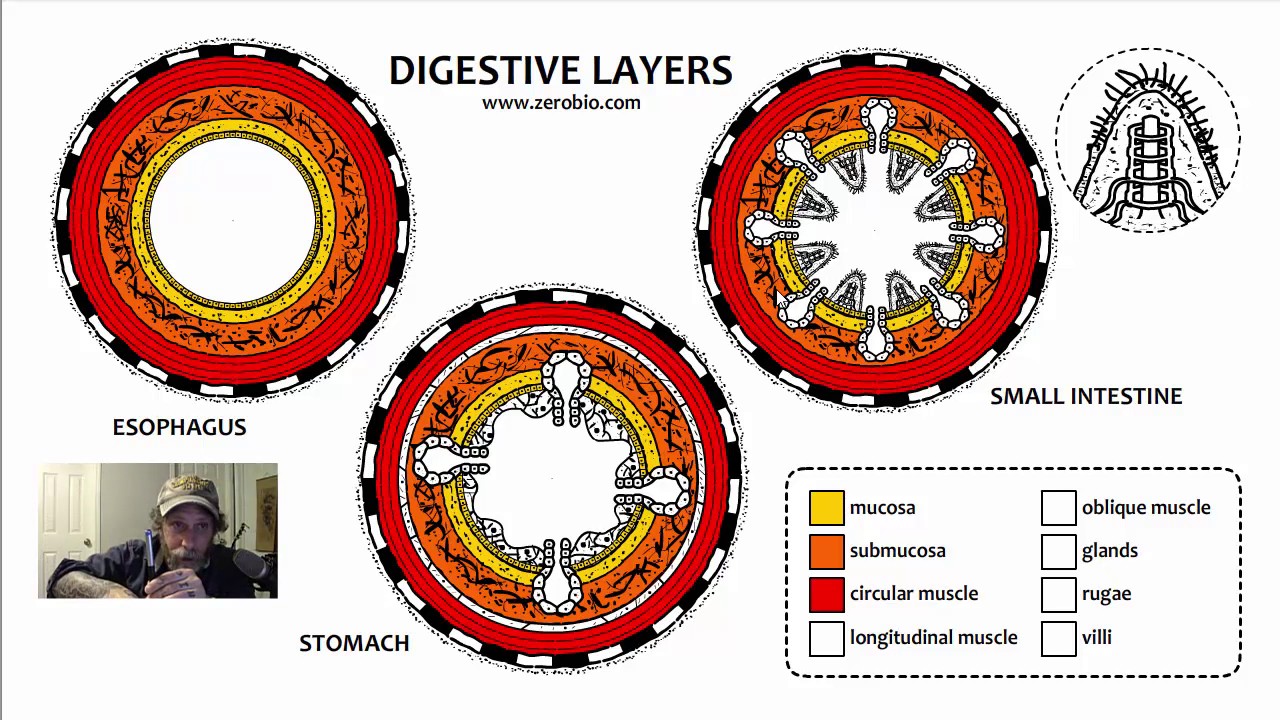 GR 11 Digestive Layers (Science Video Tutorial) - YouTube