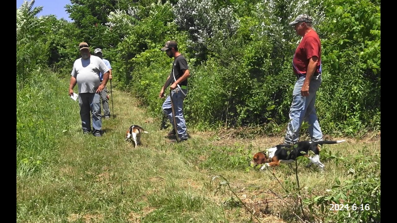 Skyview's Beagles Ebensburg Beagle Club Big Females High Brace held at ...