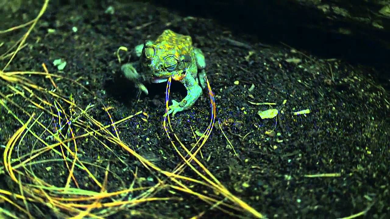 frog eat centipedes - YouTube