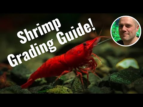 How to Grade Red Cherry Shrimp? A GUIDE TO TELL YOUR RED CHERRY SHRIMP FROM BLOODY MARY SHRIMP