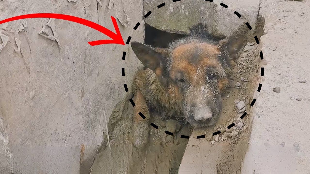 Animal Rescue: The Incredible Journey of a Dog Saved from the Depths ...