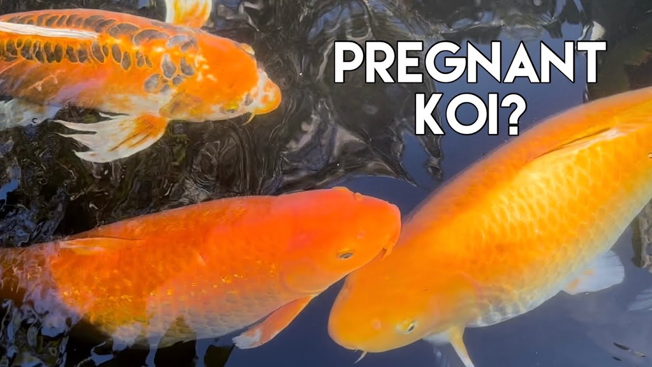 Koi fish loved to be petted | Relaxing to watch #expensivefish - YouTube