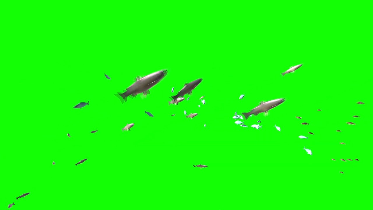 Green Screen Large Fish School - YouTube