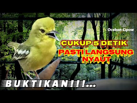 Pancingan wajib agar sirtu bahan/hasil ombyokan cepat bunyi dan cepat gacor.